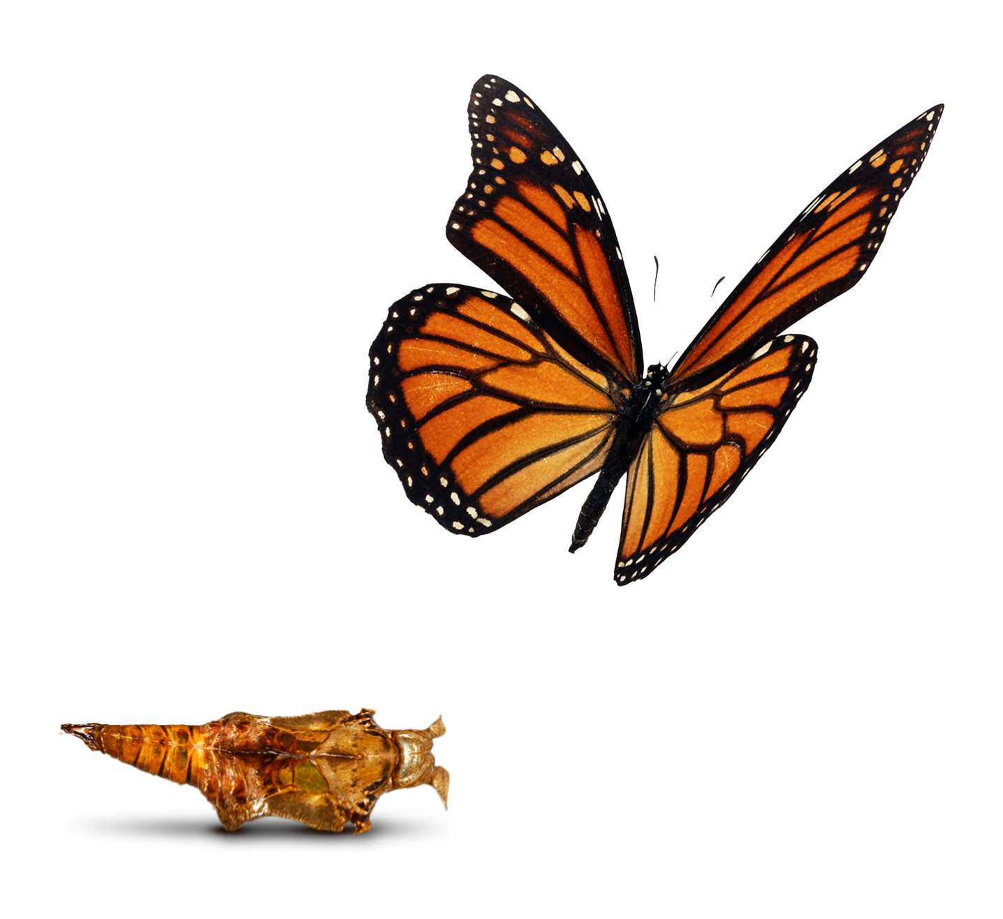 Feminização Do Pomo De Adão Procedimentos Facialteam Brasil